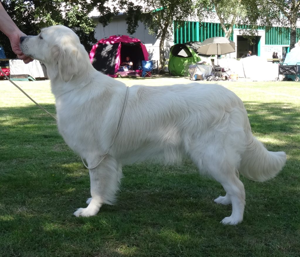 2022 Ch Sh | The Golden Retriever Club UK | GRC