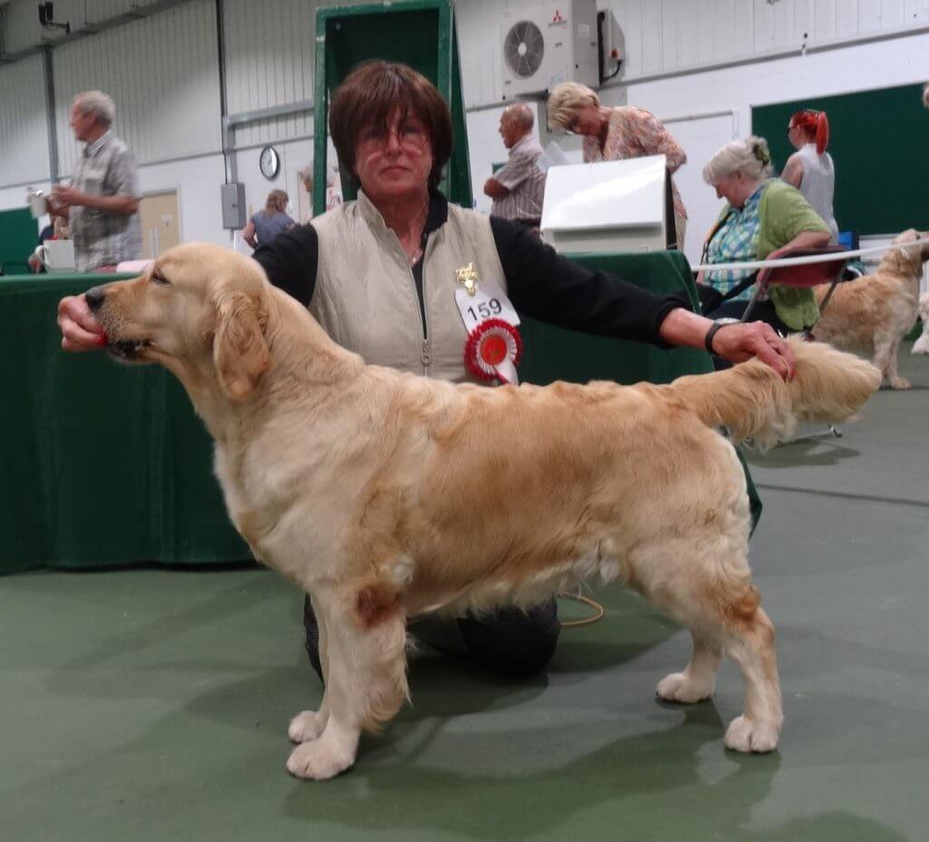 2023 Ch Sh | The Golden Retriever Club UK | GRC