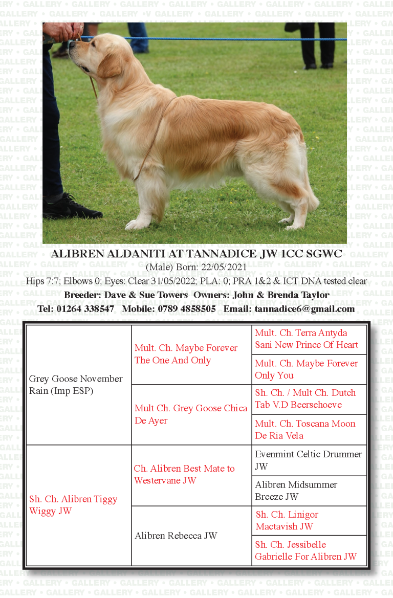 The Golden Retriever Club UK | GRC The Golden Retriever Club ¦ GRC UK