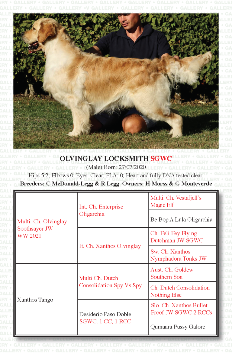 The Golden Retriever Club UK | GRC The Golden Retriever Club ¦ GRC UK